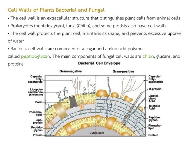 Microscopy, cell and function By pitsanu duangkartok | PPT