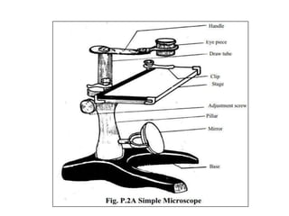 Microscopy practical | PPTX