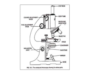 Compound Microscope Sketch With Label