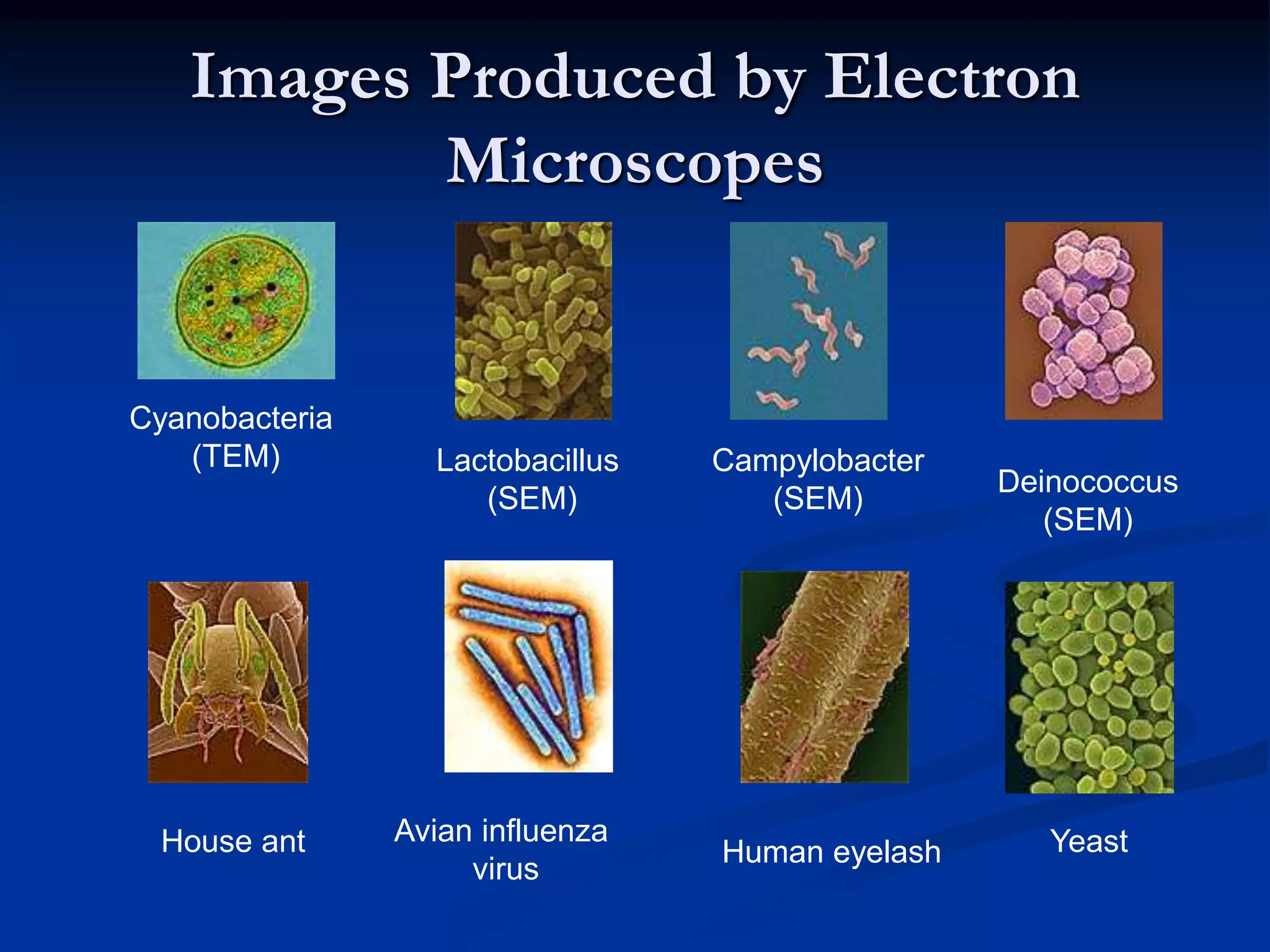 Microscopy_.ppt