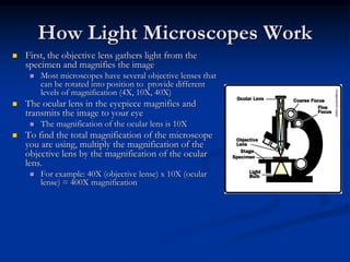Microscopy_.ppt
