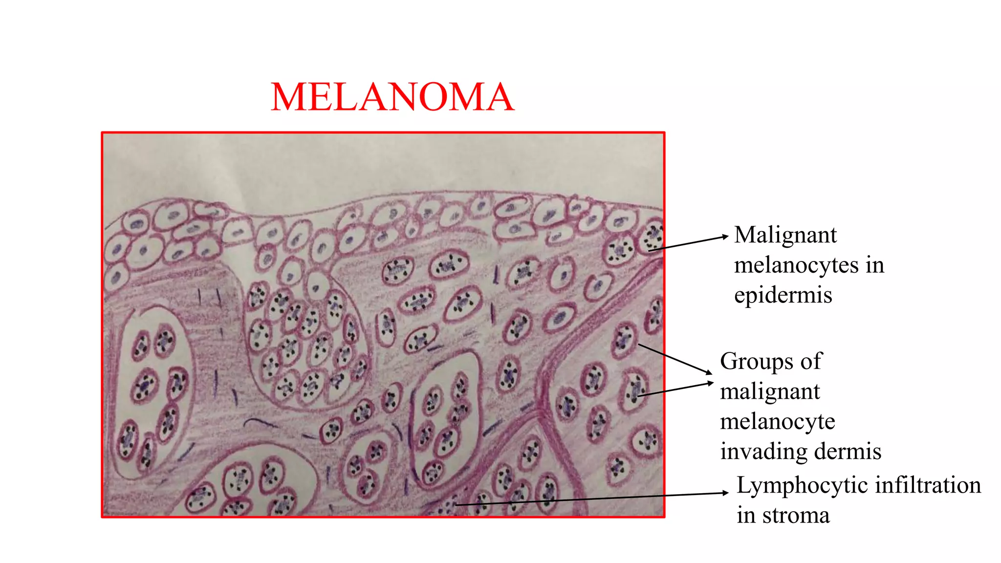 Microscopy Practical 1 Pptx