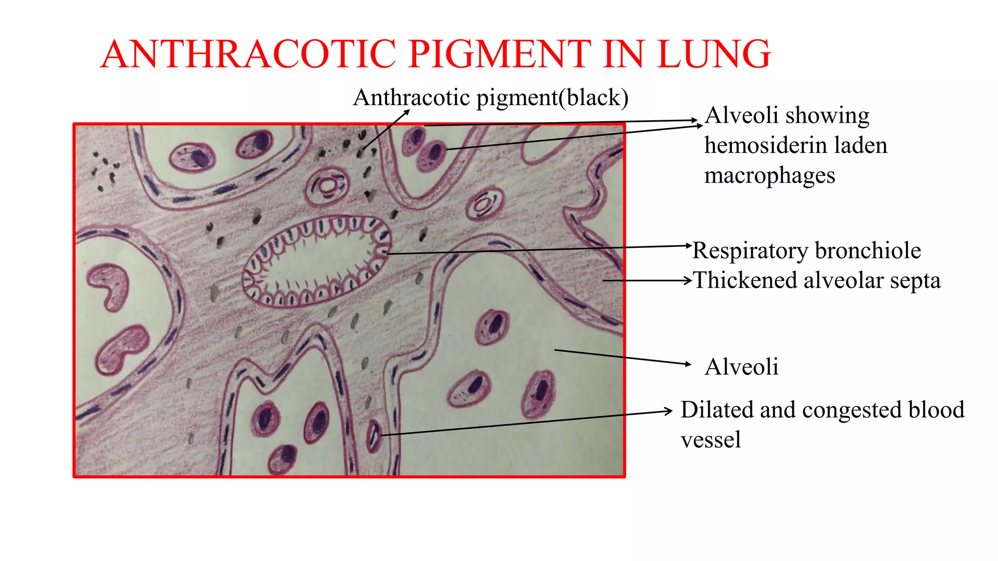MICROSCOPY PRACTICAL 1.pptx