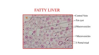 MICROSCOPY PRACTICAL 1.pptx