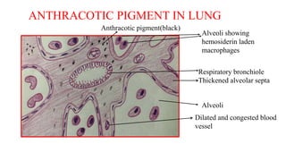 MICROSCOPY PRACTICAL 1.pptx