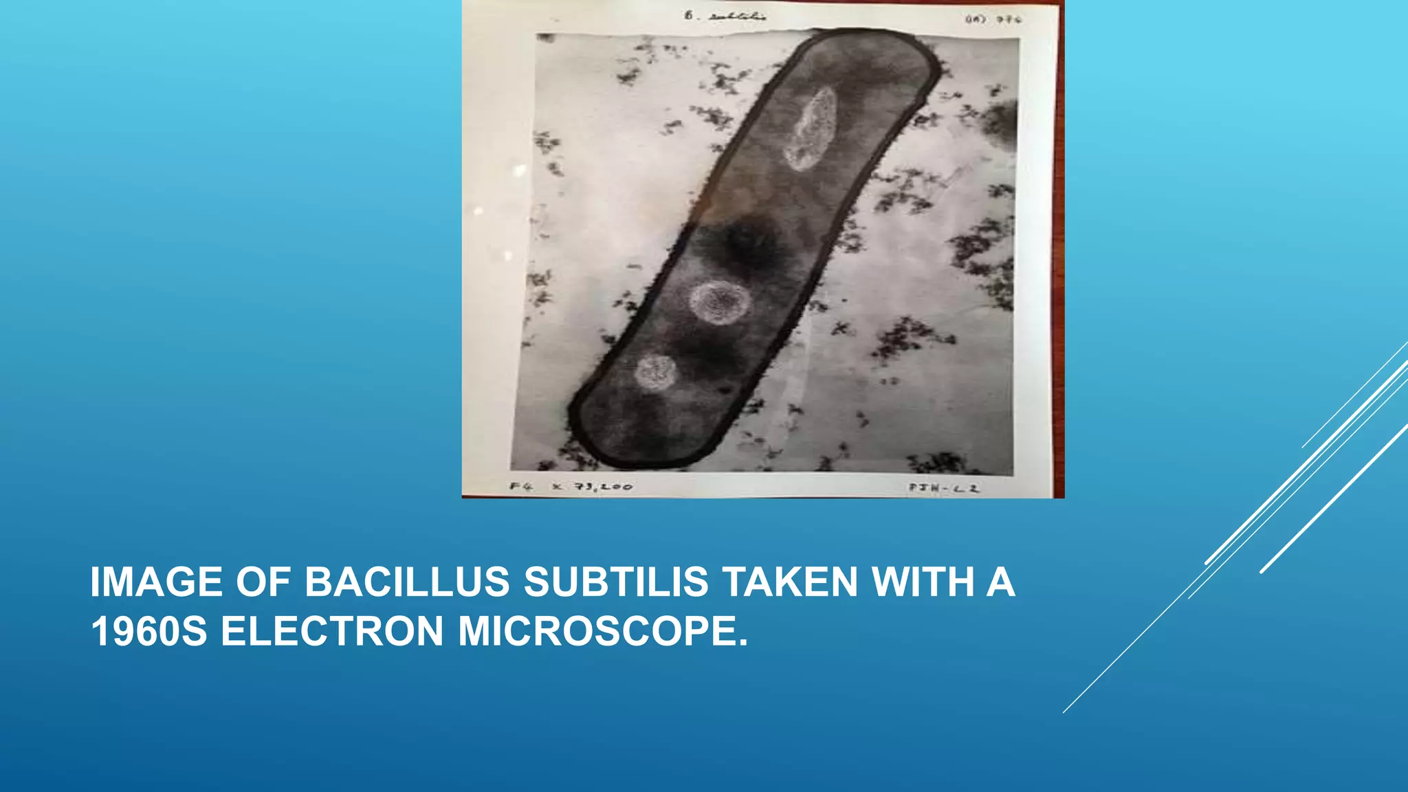 electron microscopy | PPT