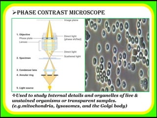 MICROSCOPY SEMINAR PRESENTATION BY SITESH) | PDF