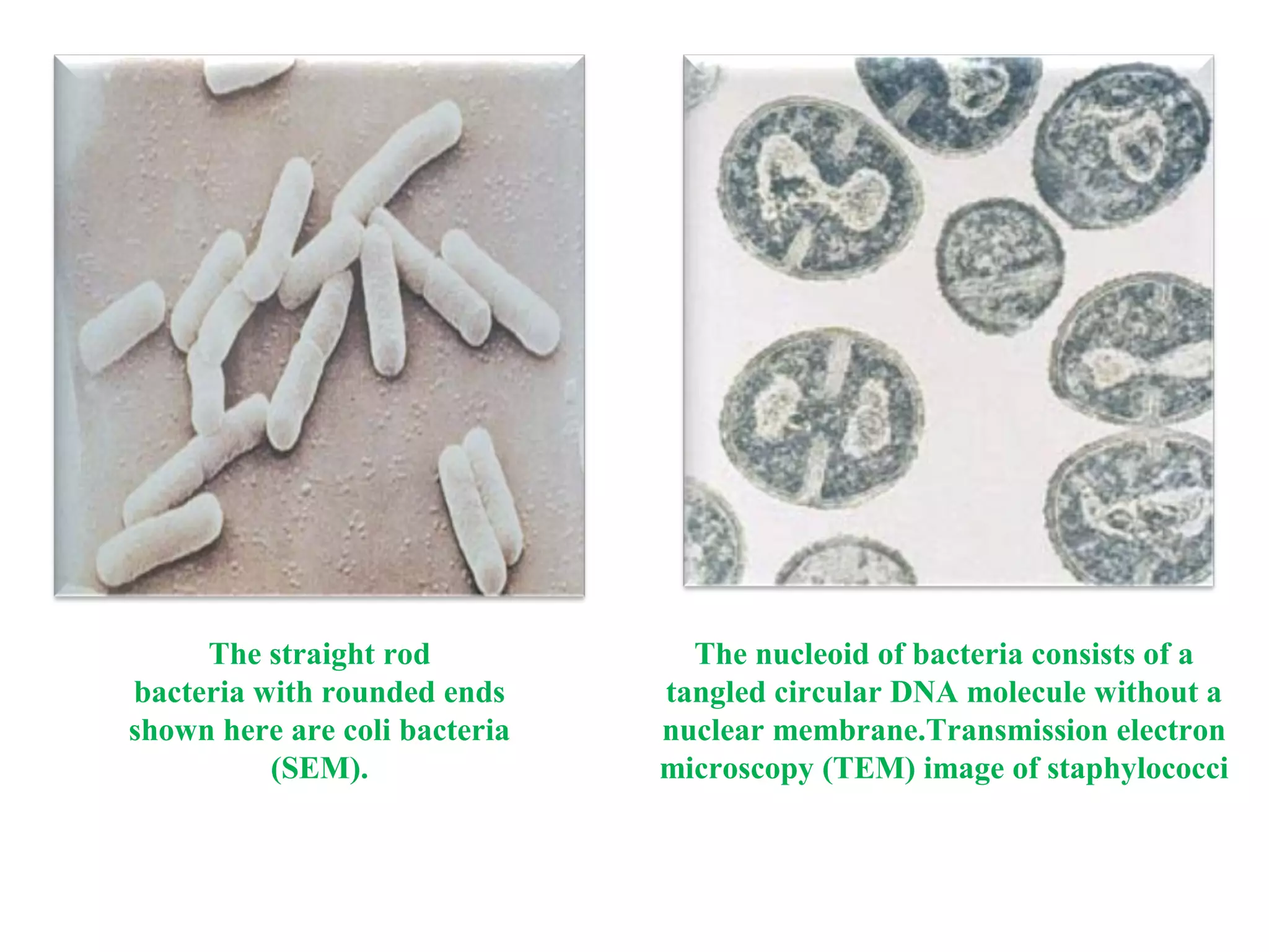 Microscopy & Staining | PPT