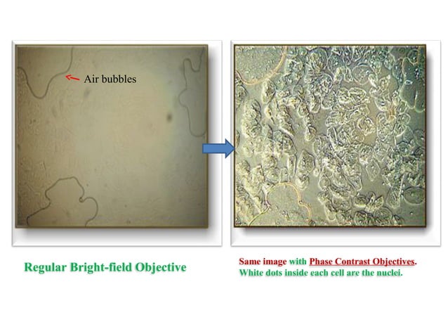 Microscopy & Staining | PPT | Photography | Arts and Crafts