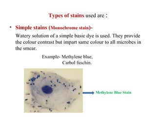Microscopy & Staining | PPT