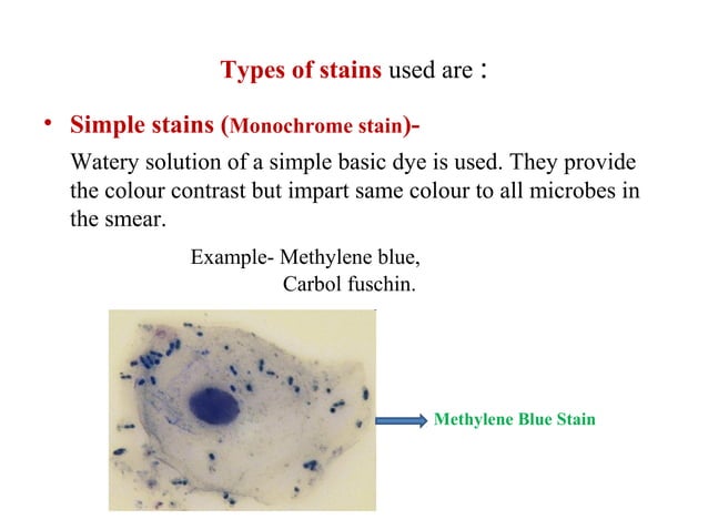 Microscopy & Staining | PPT | Photography | Arts and Crafts