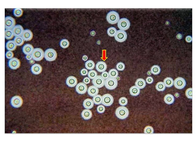 Microscopy & Staining | PPT | Photography | Arts and Crafts