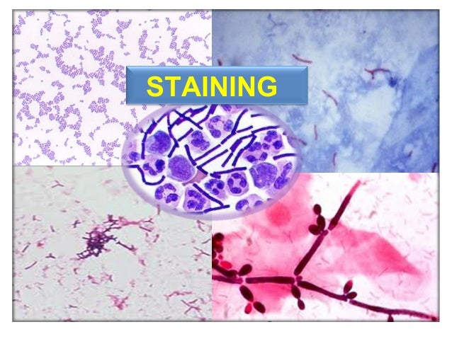 Microscopy & Staining