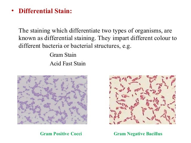 Microscopy & Staining
