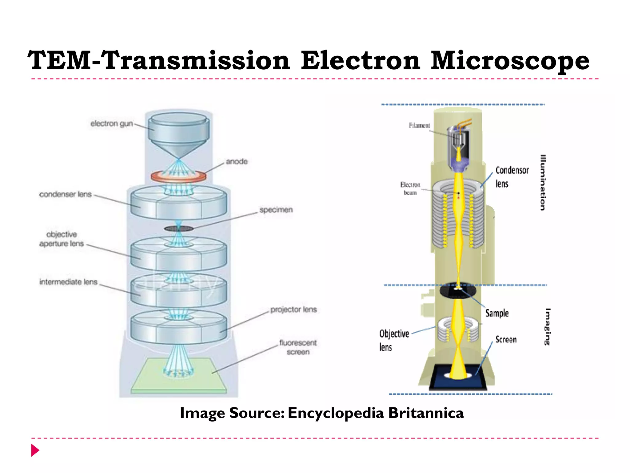 Electron Microscopy (SEM & TEM) | PDF