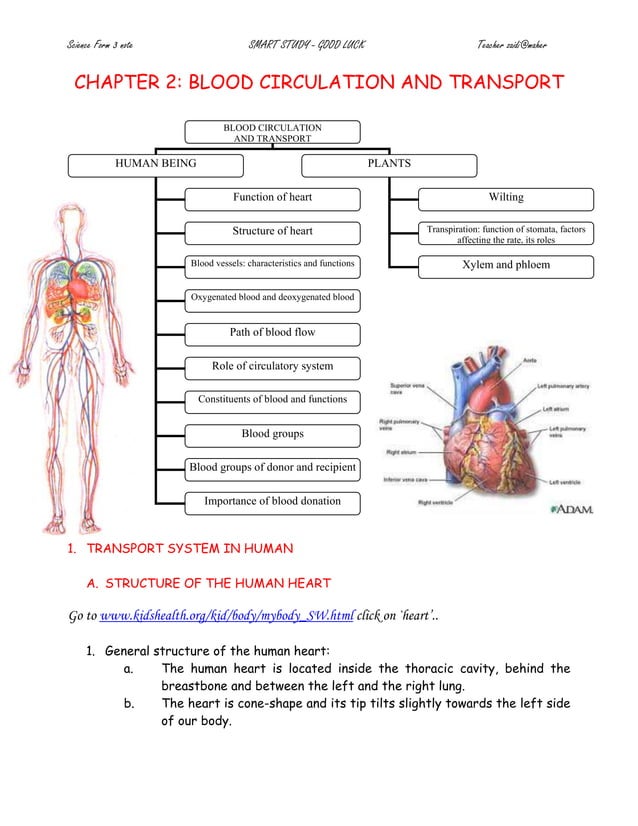 Form 3 Science Chapter 2 | PDF | Heart and Cardiovascular Diseases ...