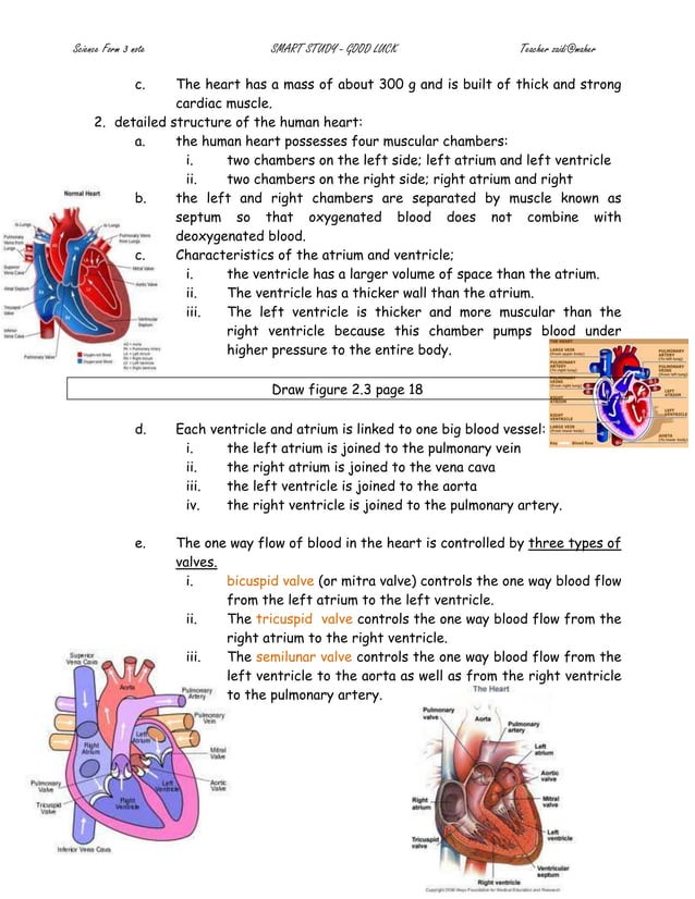 Form 3 Science Chapter 2 | PDF | Heart and Cardiovascular Diseases ...