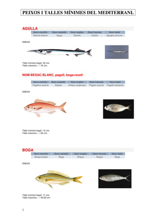 PEIXOS DEL MEDITERRANI | PDF