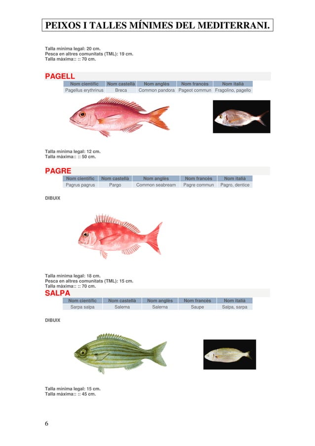 PEIXOS DEL MEDITERRANI | PDF