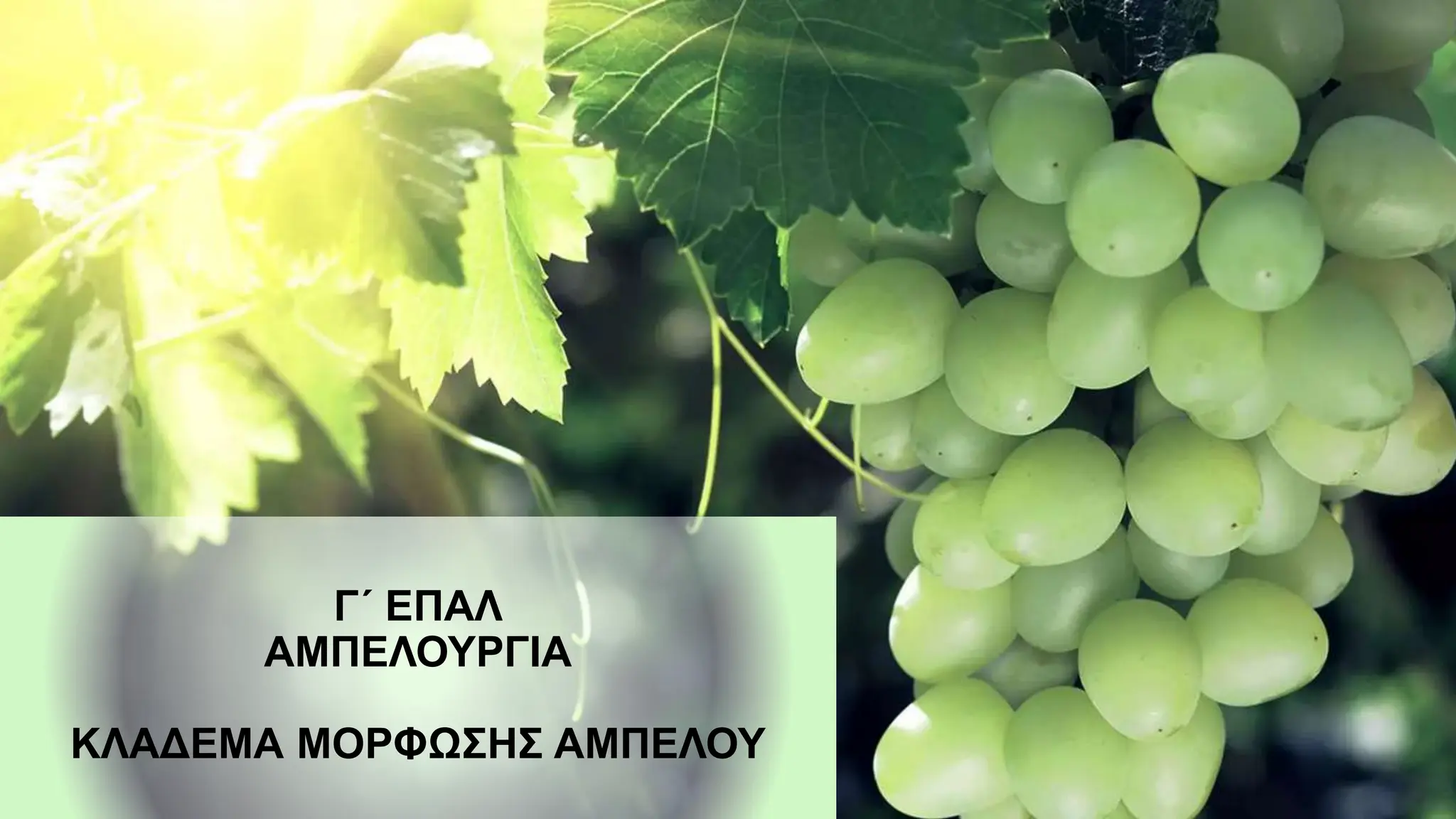 ΠΑΔ.3.ΚΛΑΔΕΜΑ ΜΟΡΦΩΣΗΣ ΑΜΠΕΛΟΥ ΣΤΑ ΠΛΑΙΣΙΑ ΤΗΣ ΑΣΠΑΙΤΕ | PPT