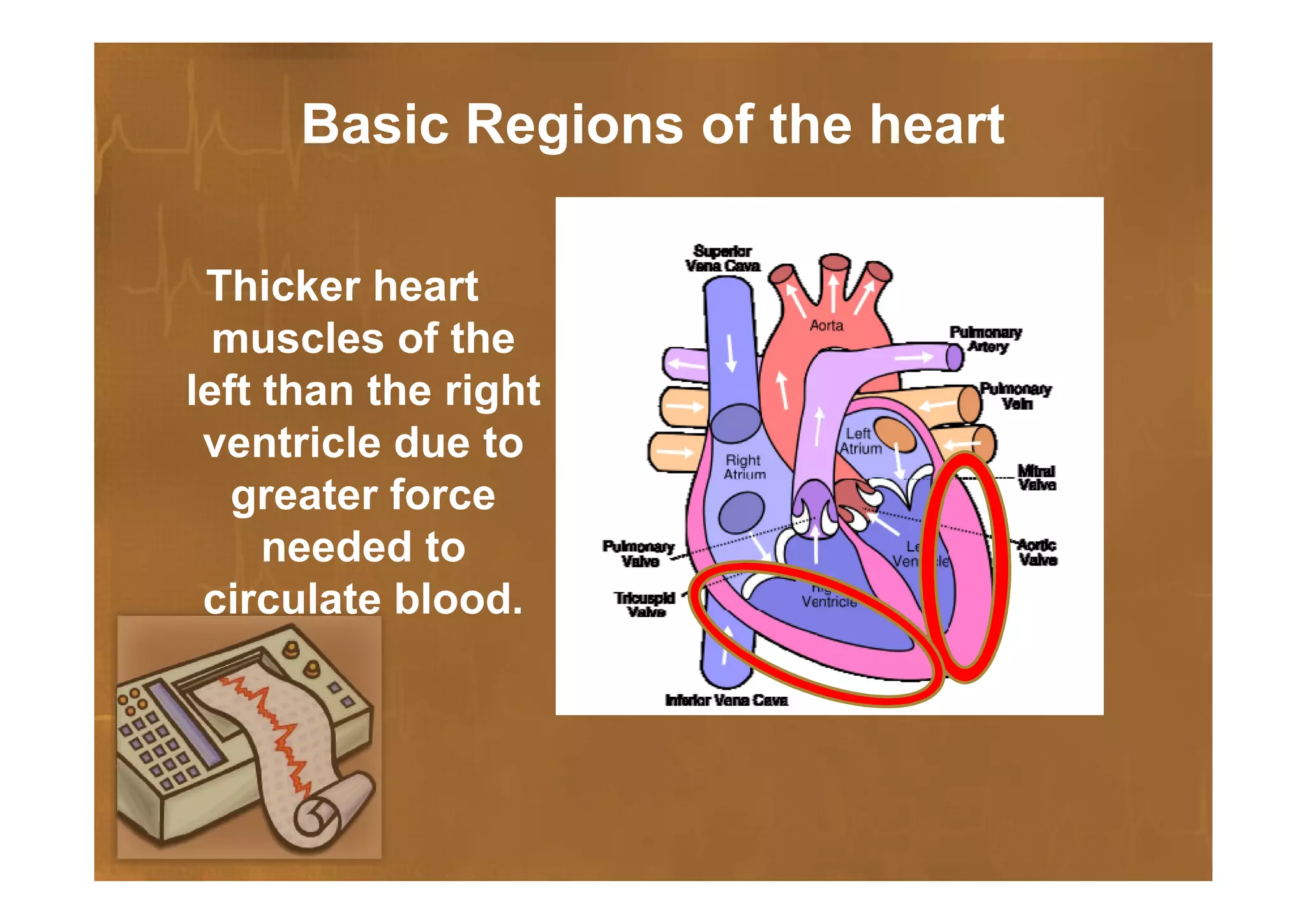 Basics of ECG | PDF
