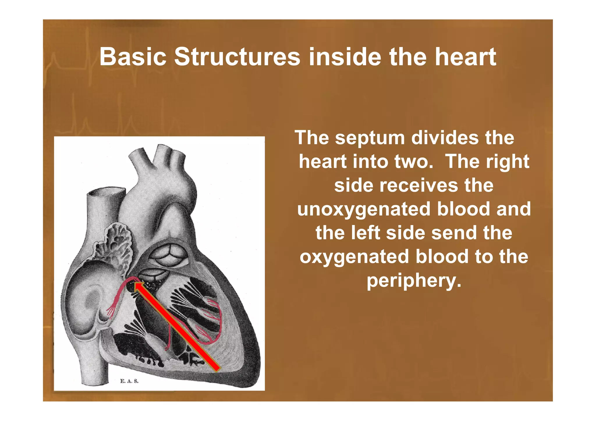 Basics of ECG | PDF