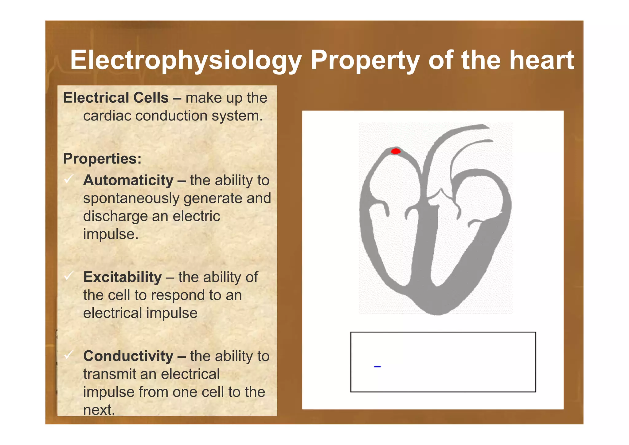 Basics of ECG | PDF