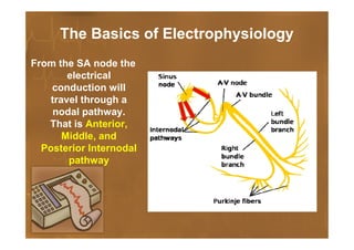 Basics of ECG | PDF