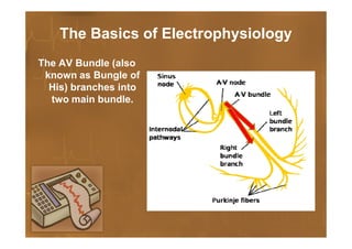 Basics of ECG | PDF