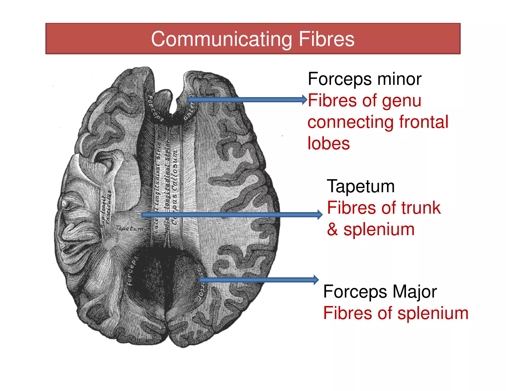 Cerebrum & lateral ventricle | PDF