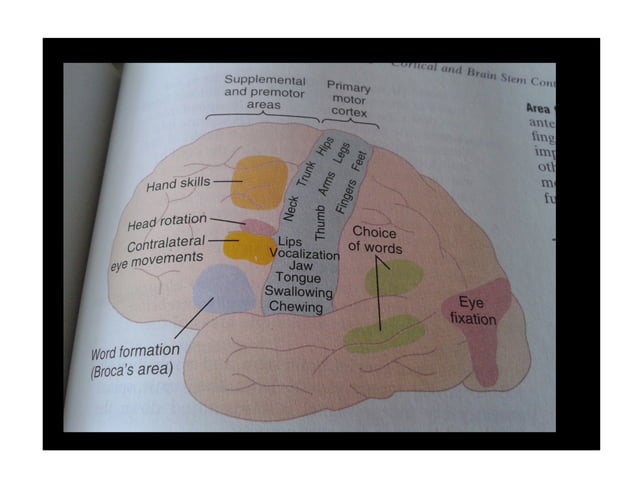 Cerebrum & lateral ventricle | PDF