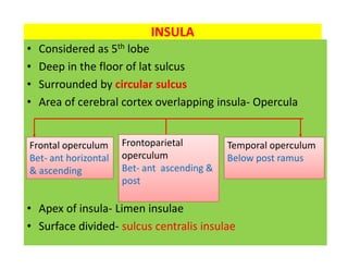 Cerebrum & lateral ventricle | PDF