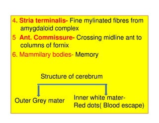 Cerebrum & lateral ventricle | PDF