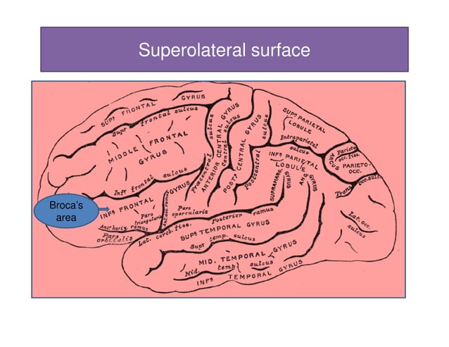 Cerebrum & lateral ventricle | PDF