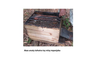 Fiompiana mpanjakan-tantely | PDF