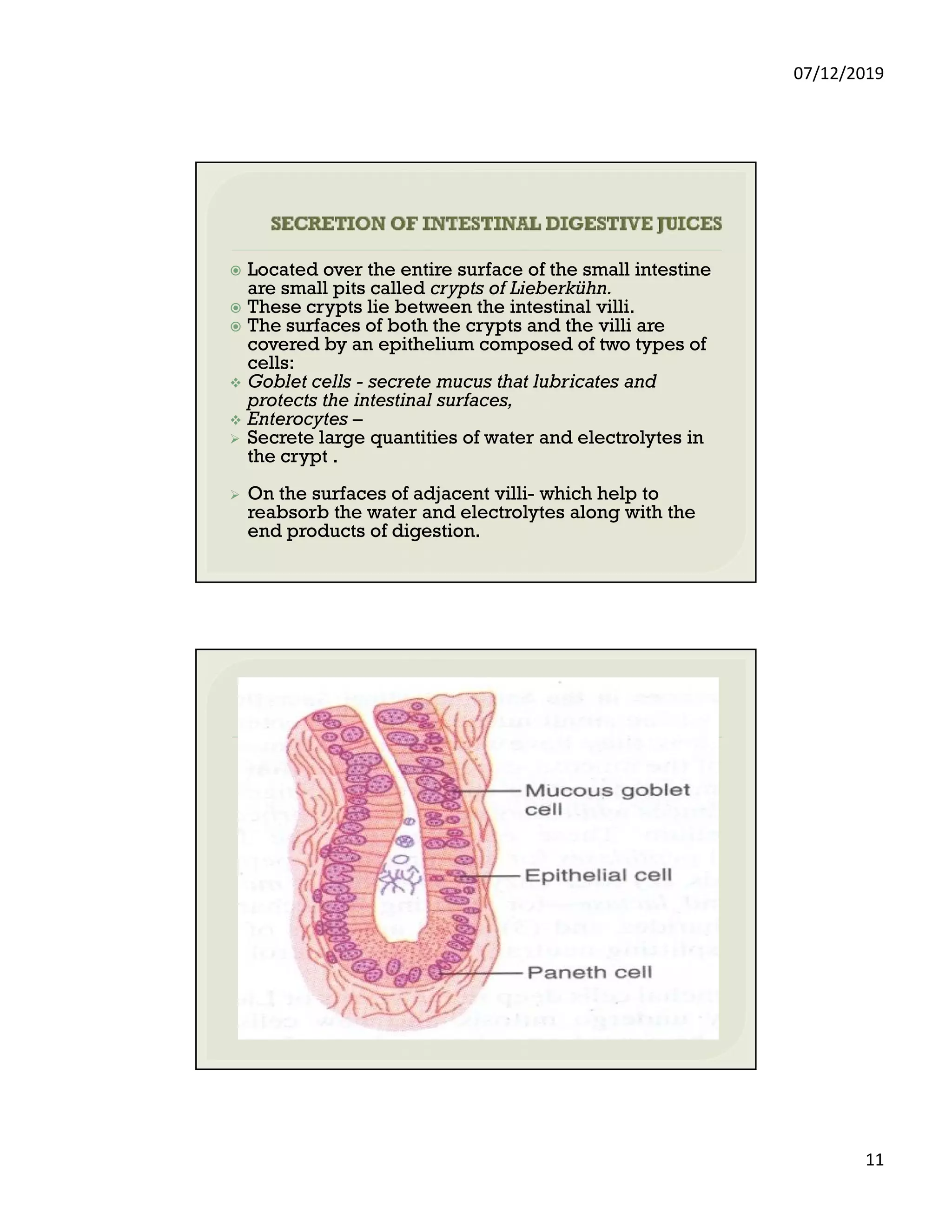 Microsoft power point intestinal & biliary secretion | PDF