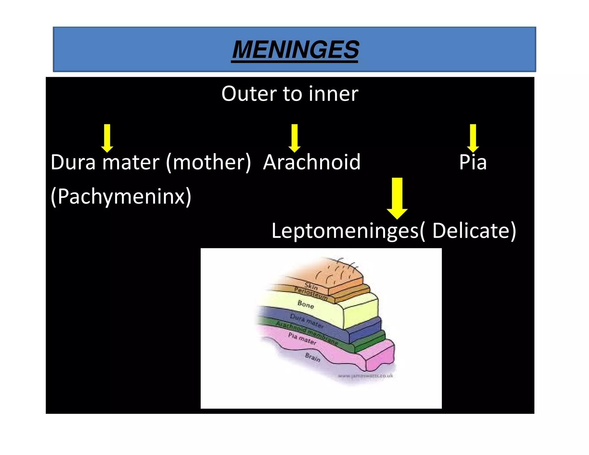 Meninges & and CSF | PDF