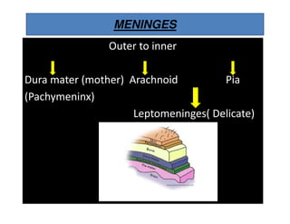 Meninges & and CSF | PPT