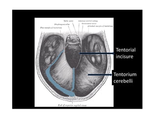Meninges & and CSF | PPT