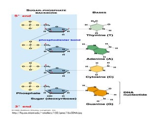 Microsoft PowerPoint - Nucleic acids (3).pdf