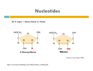 Microsoft PowerPoint - Nucleic acids (3).pdf