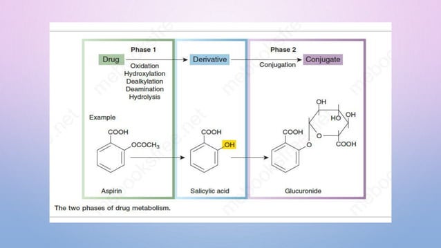 Microsomal enzyme induction | PPTX | Endocrine and Metabolic Diseases ...