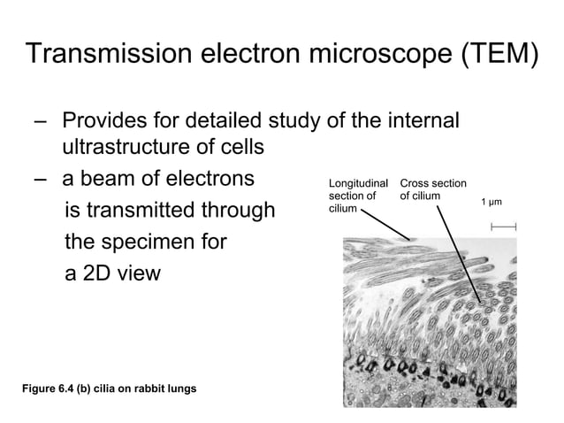 MICROSOPE TYPES PPT CAMBRIDGE AS BIOLOGY | PPT | Free Download