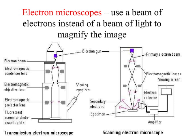 MICROSOPE TYPES PPT CAMBRIDGE AS BIOLOGY | PPT | Free Download
