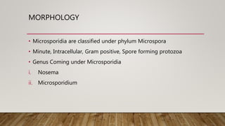 microspora.pptx