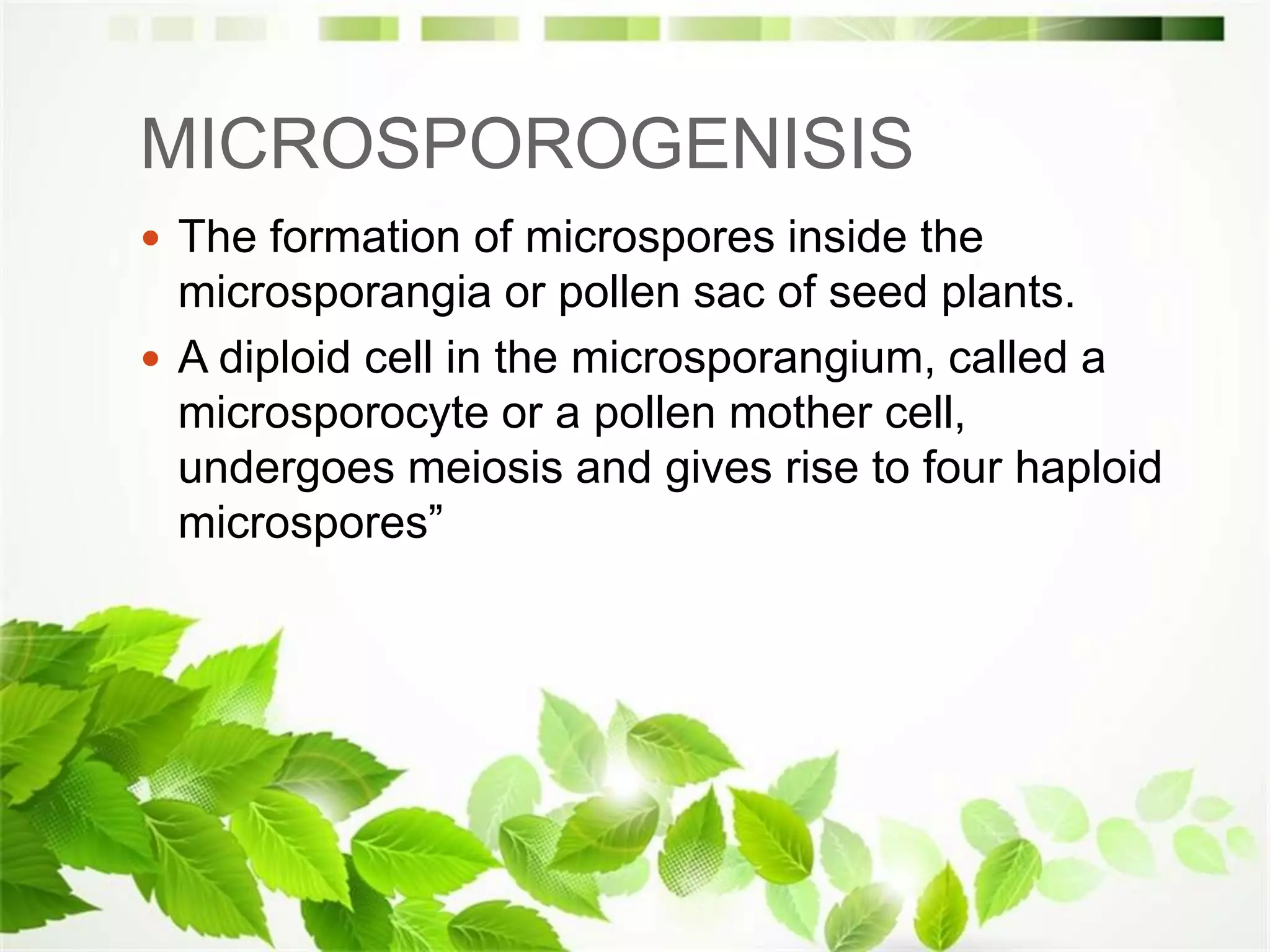 Microsporogenisis | PPTX