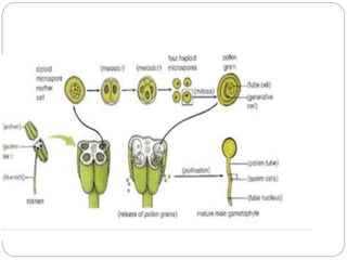 Microsporogenisis | PPTX