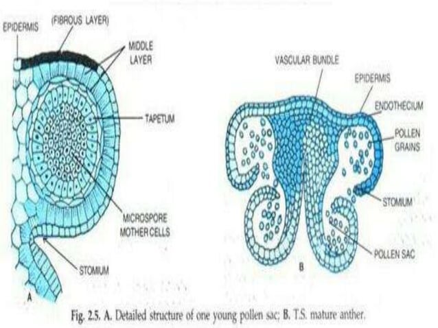 Microsporangium | PPTX