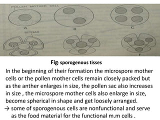 Microsporangium | PPTX