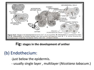 Microsporangium | PPTX